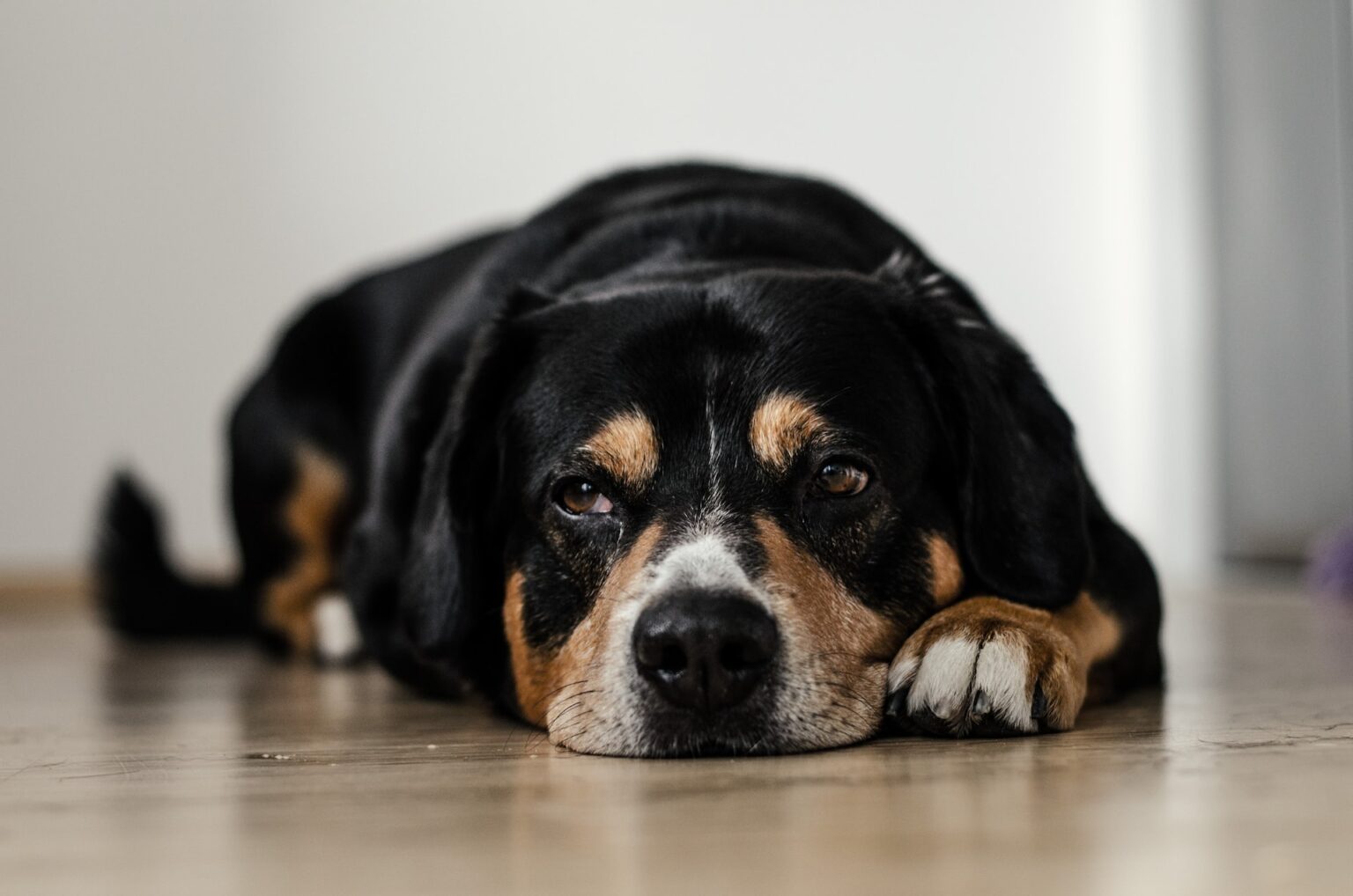 The Reasons Why Your Dog Is Restless - Best Finance Blog