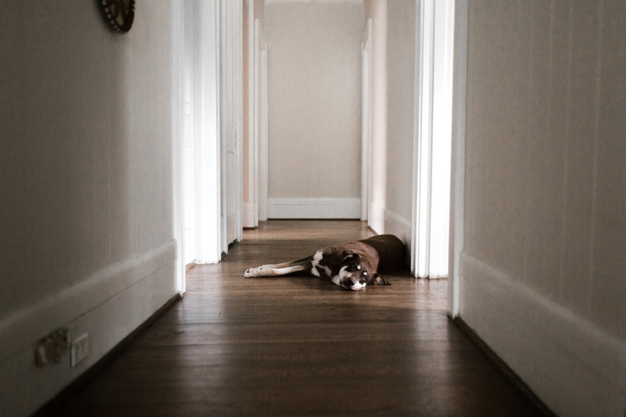The Reasons Why Your Dog Is Restless - Best Finance Blog